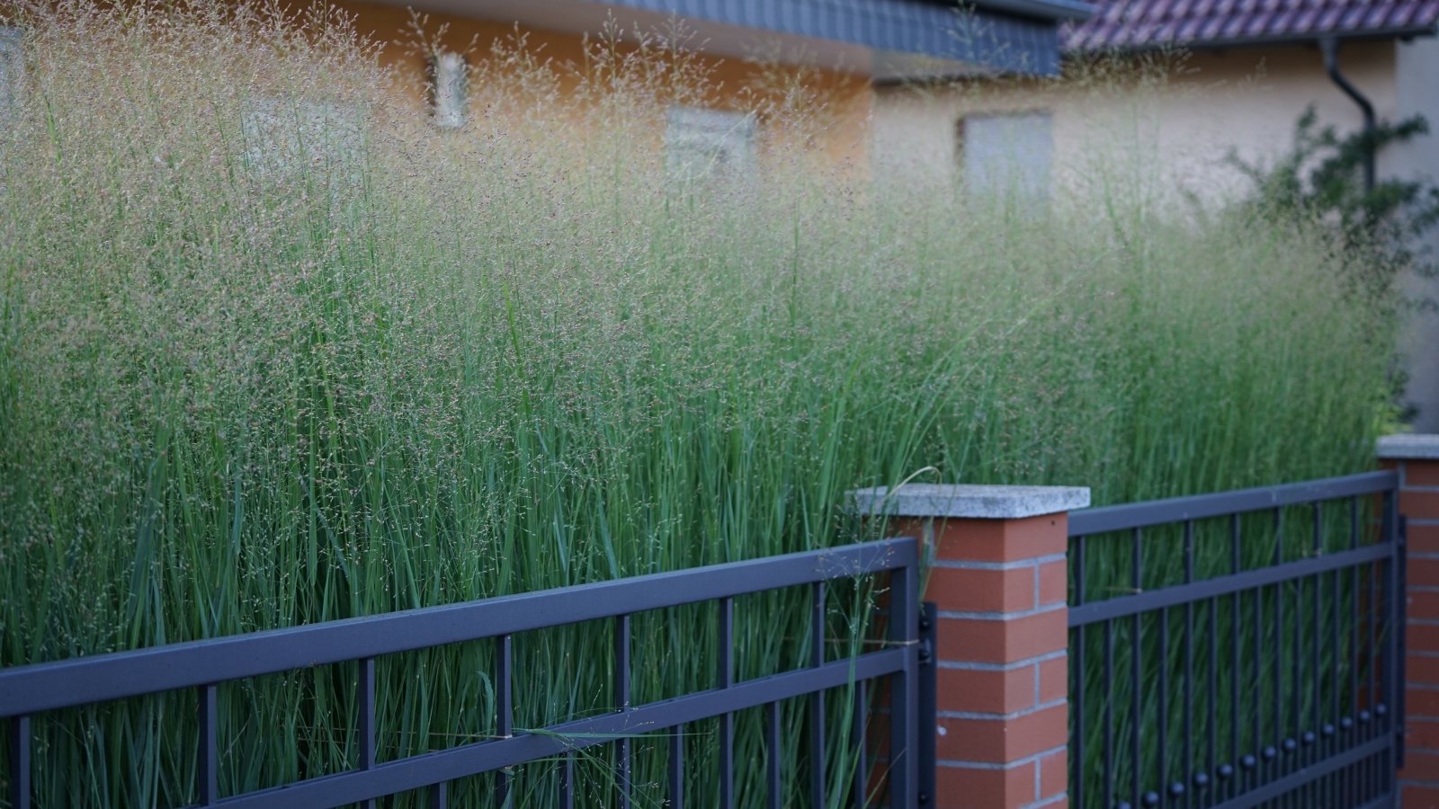 11 Ornamental Grasses That Look Magical in the Snow