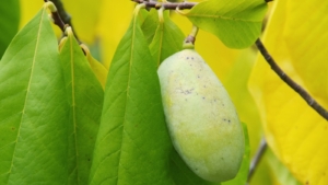 How and When to Harvest Pawpaw Fruit