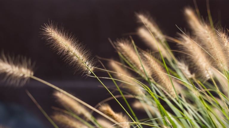 11 Ornamental Grasses That Look Magical in the Snow