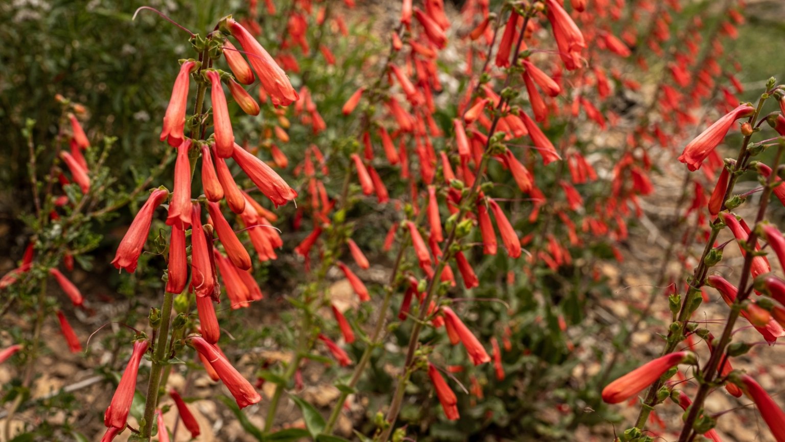 23 Native Wildflowers For Arizona Gardens