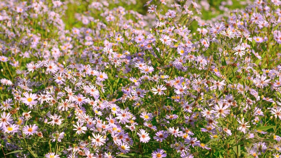 7 Reasons Asters are the #1 Fall Flower