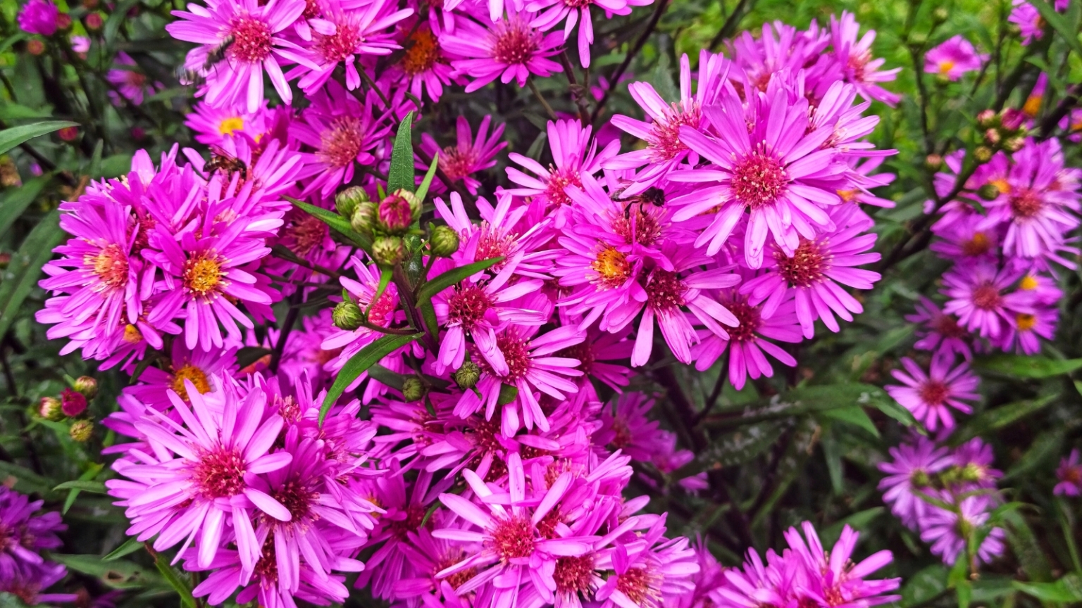 7 Reasons Asters are the #1 Fall Flower