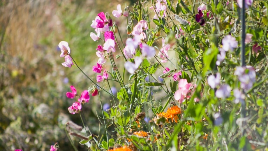 How to Plant, Grow, and Care for 'Winter Elegance' Sweet Peas