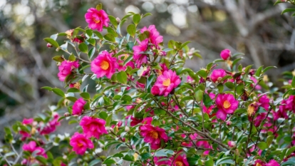 How to Plant, Grow, and Care for 'Sasanqua' Camellias