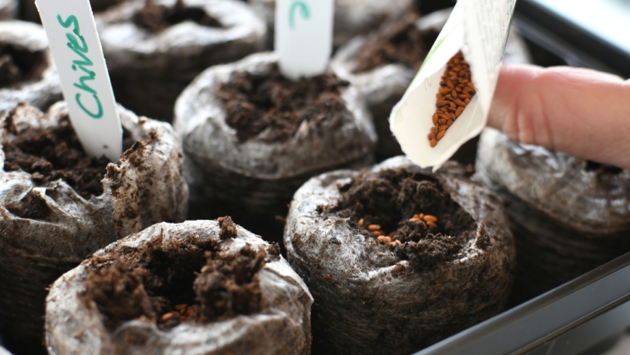 Tomato Germination: How It Works