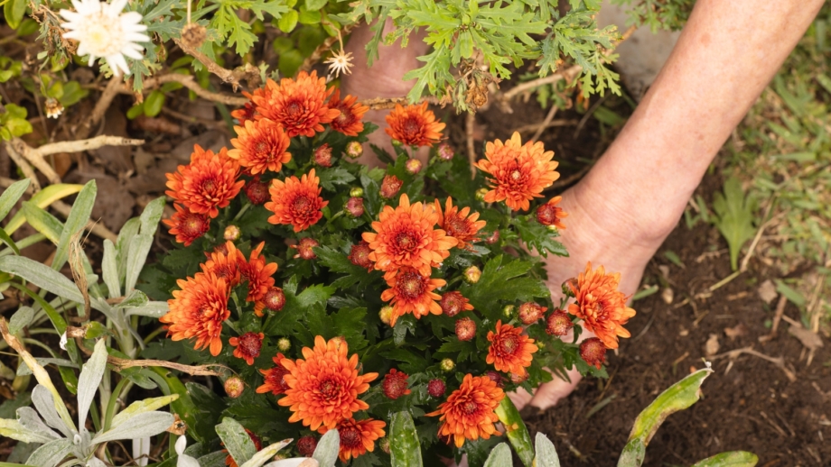 When and How to Fertilize Mums for the Biggest Blooms - Epic Gardening