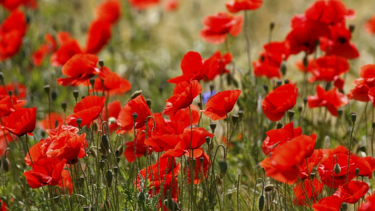 13 Traditional Flowers that Honor Veterans