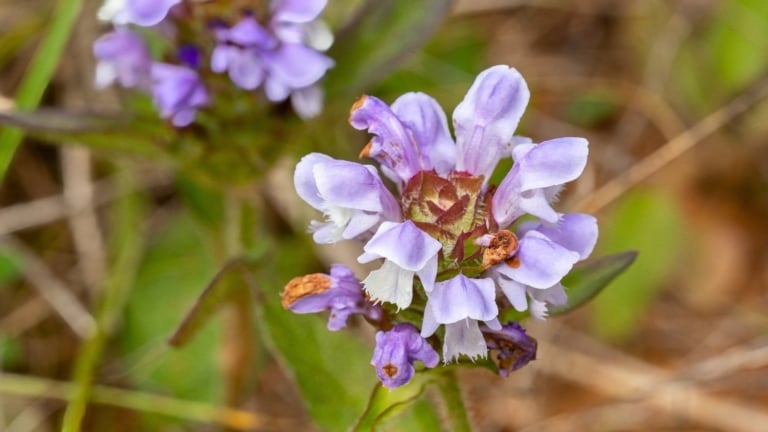 15 California Native Ground Cover Plants to Try This Year