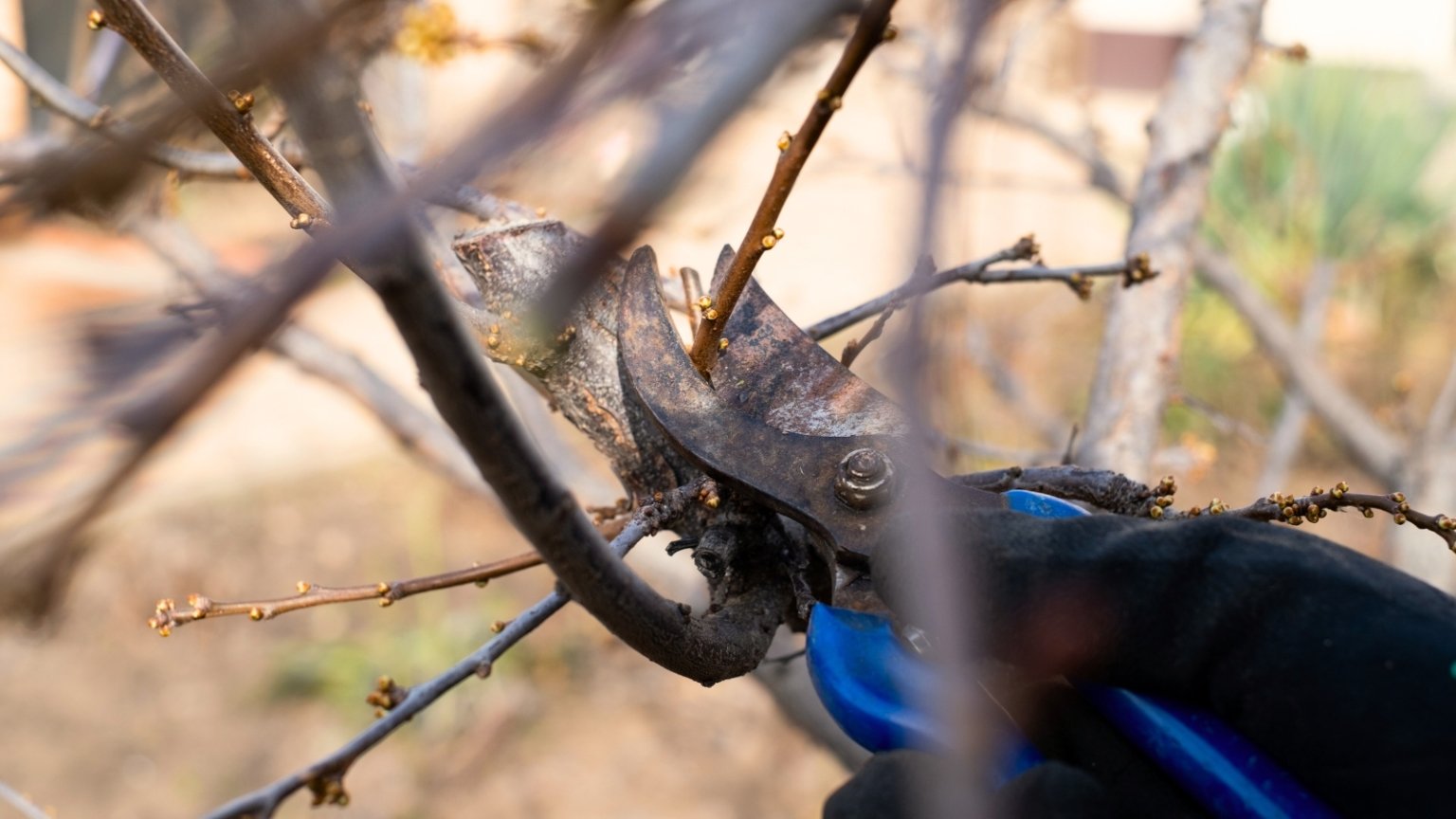 How to Plant, Grow, and Care for Quince Trees