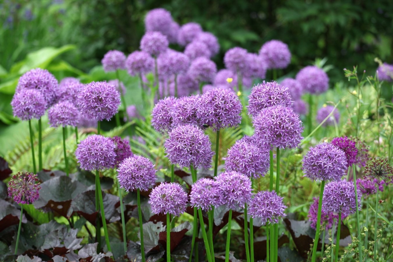 11 Tips For Growing Allium in Pots or Containers