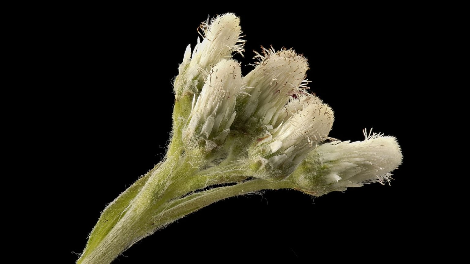 15 Short and Showy Native Plants for Home Gardens