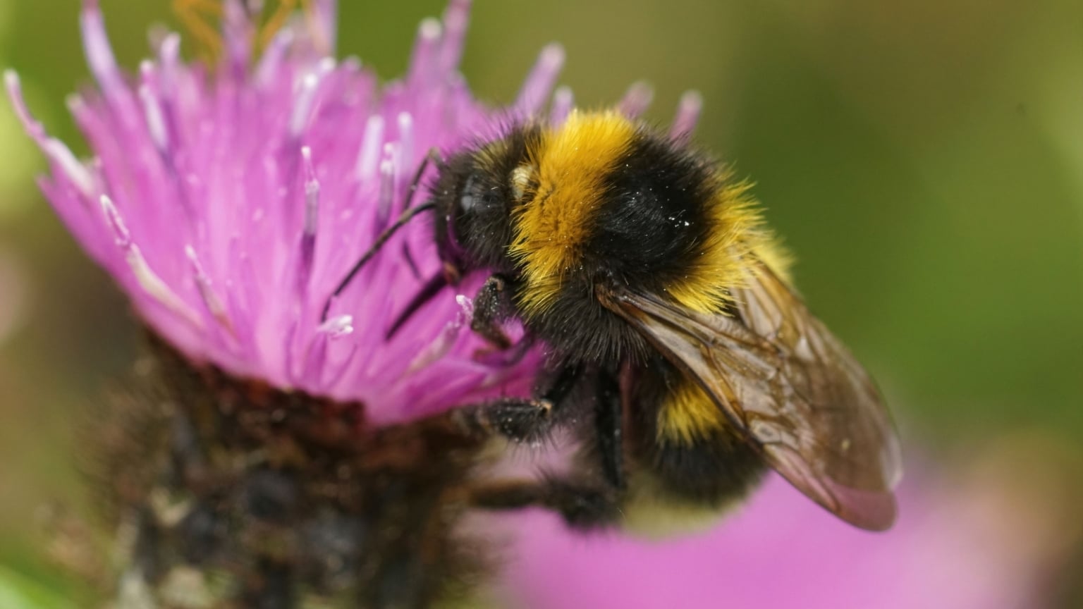 9 Beneficial Garden Insects That Overwinter in Fall Leaves