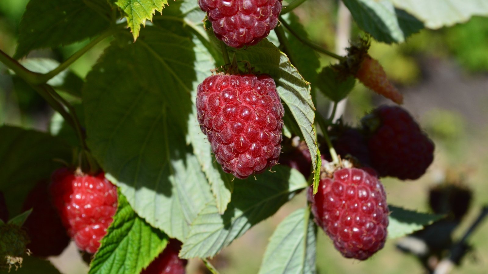 11 Cane Berries You Should Prune in November