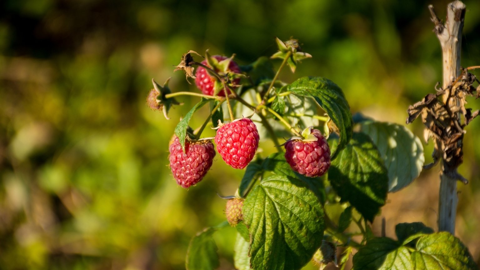 21 Best Raspberry Varieties For Home Gardens