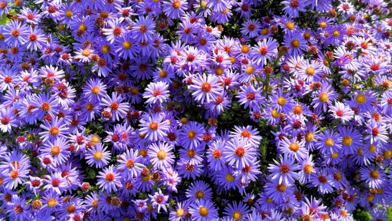7 Reasons Asters are the #1 Fall Flower