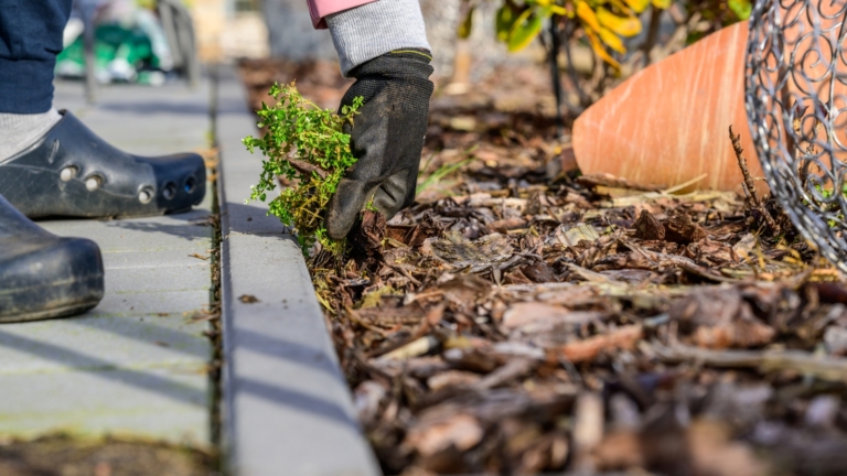 9 Ways to Protect Vulnerable Perennial Plants from Winter Damage