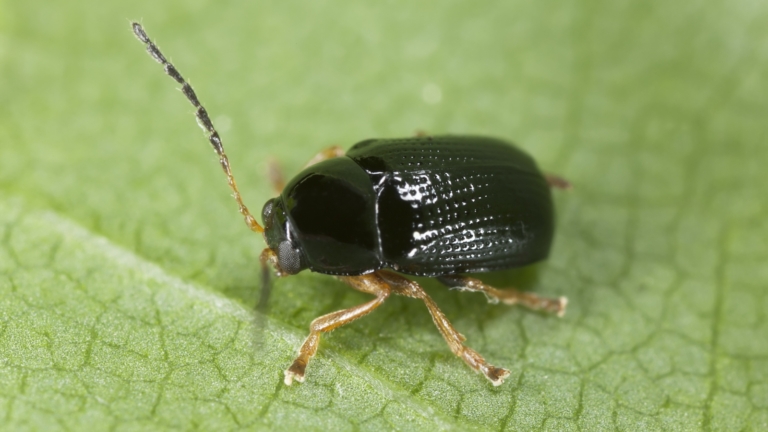9 Camellia Pests to Watch For: ID and Management