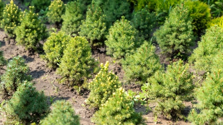 11 Alberta Spruce Tree Growing Problems to Watch For