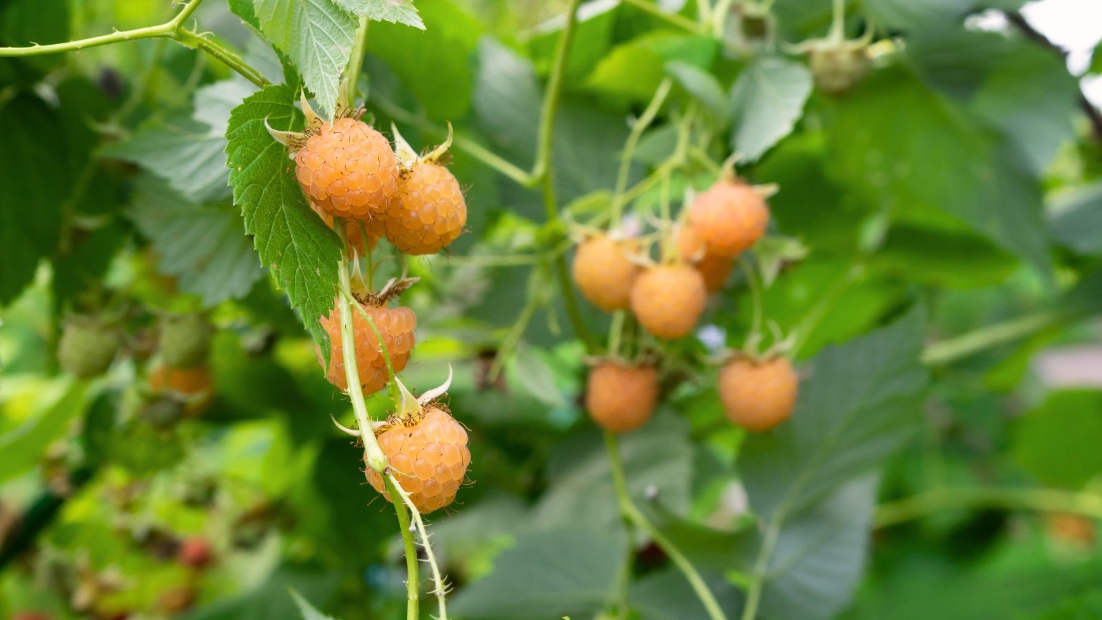 11 Cane Berries You Should Prune in November