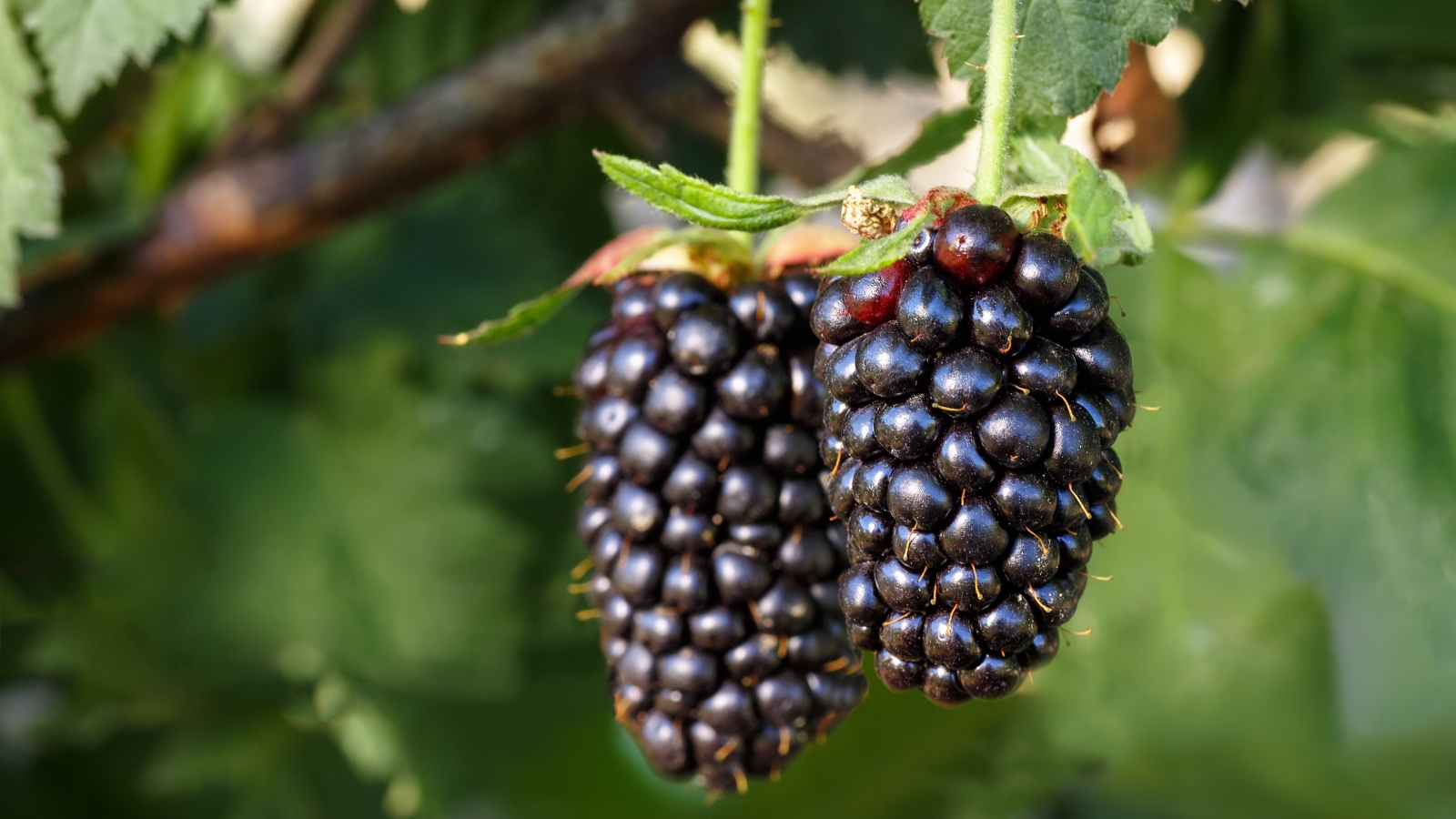 11 Cane Berries You Should Prune in November