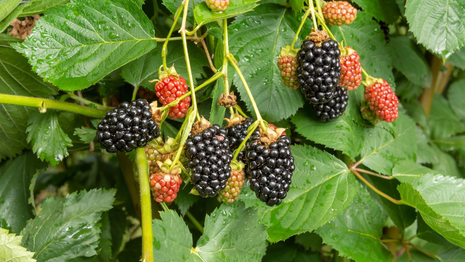 11 Cane Berries You Should Prune in November
