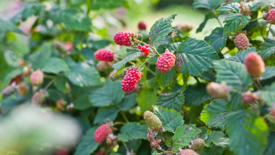 11 Cane Berries You Should Prune in November