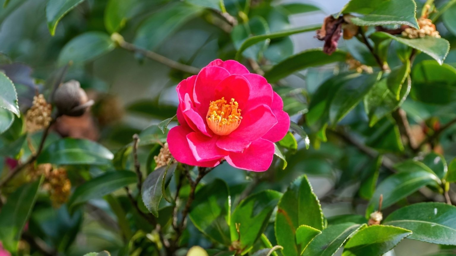 How to Plant, Grow, and Care for 'Sasanqua' Camellias