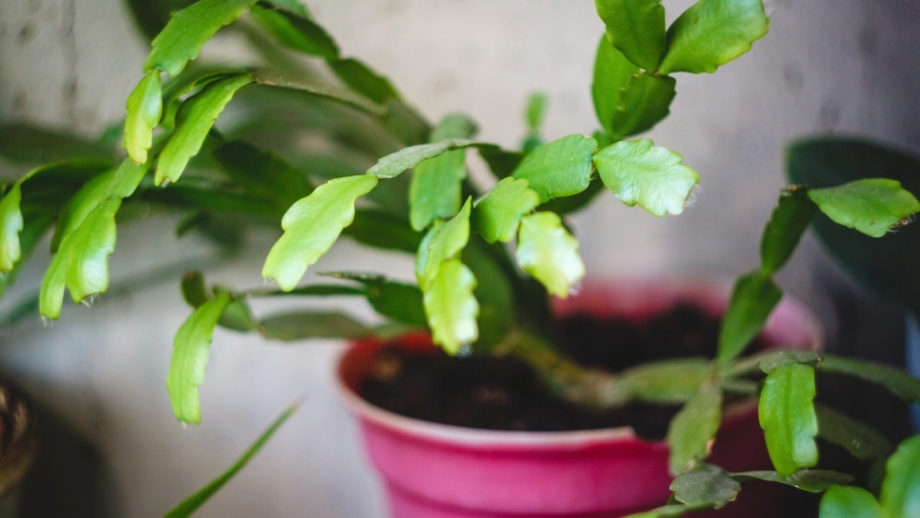 How to Trim Your Christmas Cactus for Best Flowering: 5 Pruning Tips
