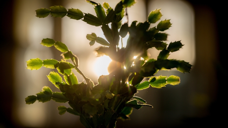 9 Reasons There are No Buds on Your Christmas Cactus This Year