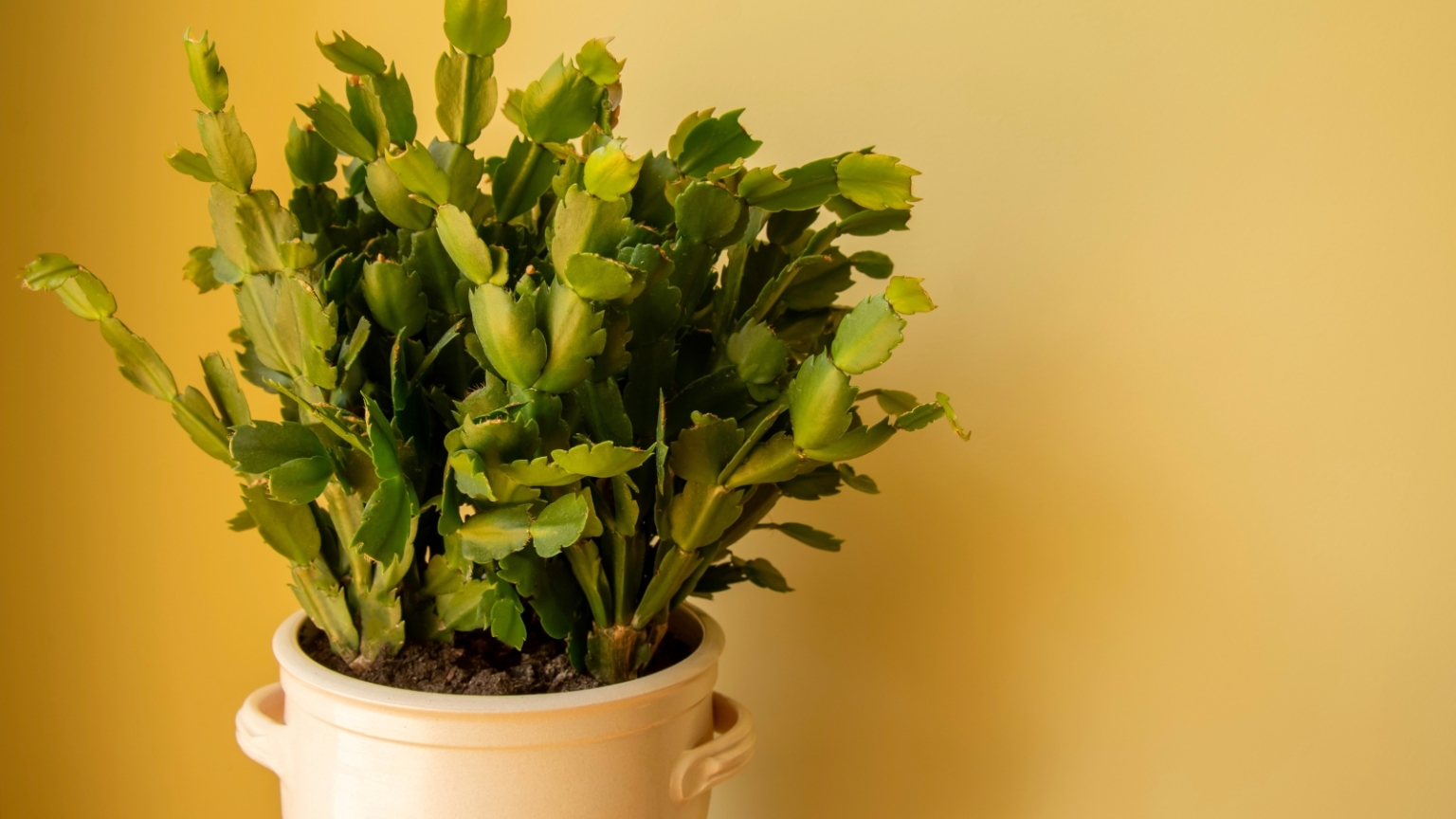 9 Reasons There are No Buds on Your Christmas Cactus This Year
