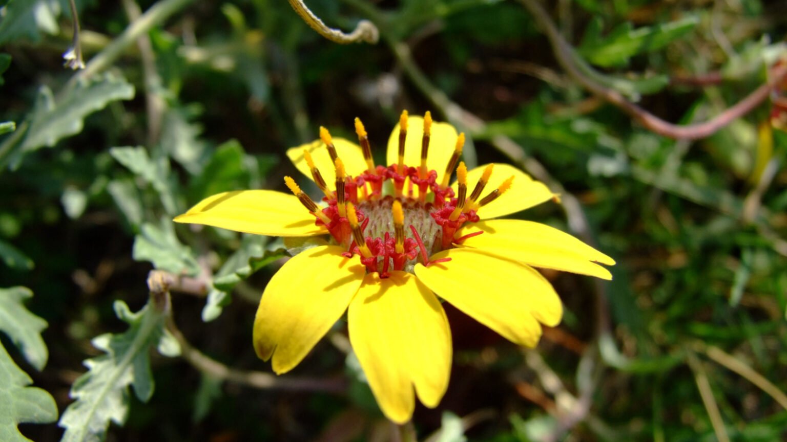 23 Native Wildflowers For Arizona Gardens