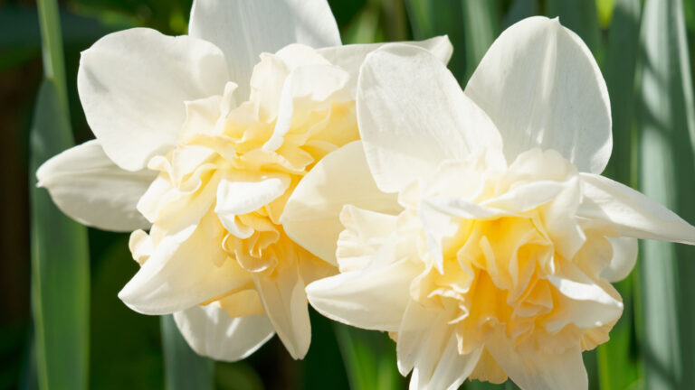 19 Unusual Daffodil Varieties You Can Plant Now