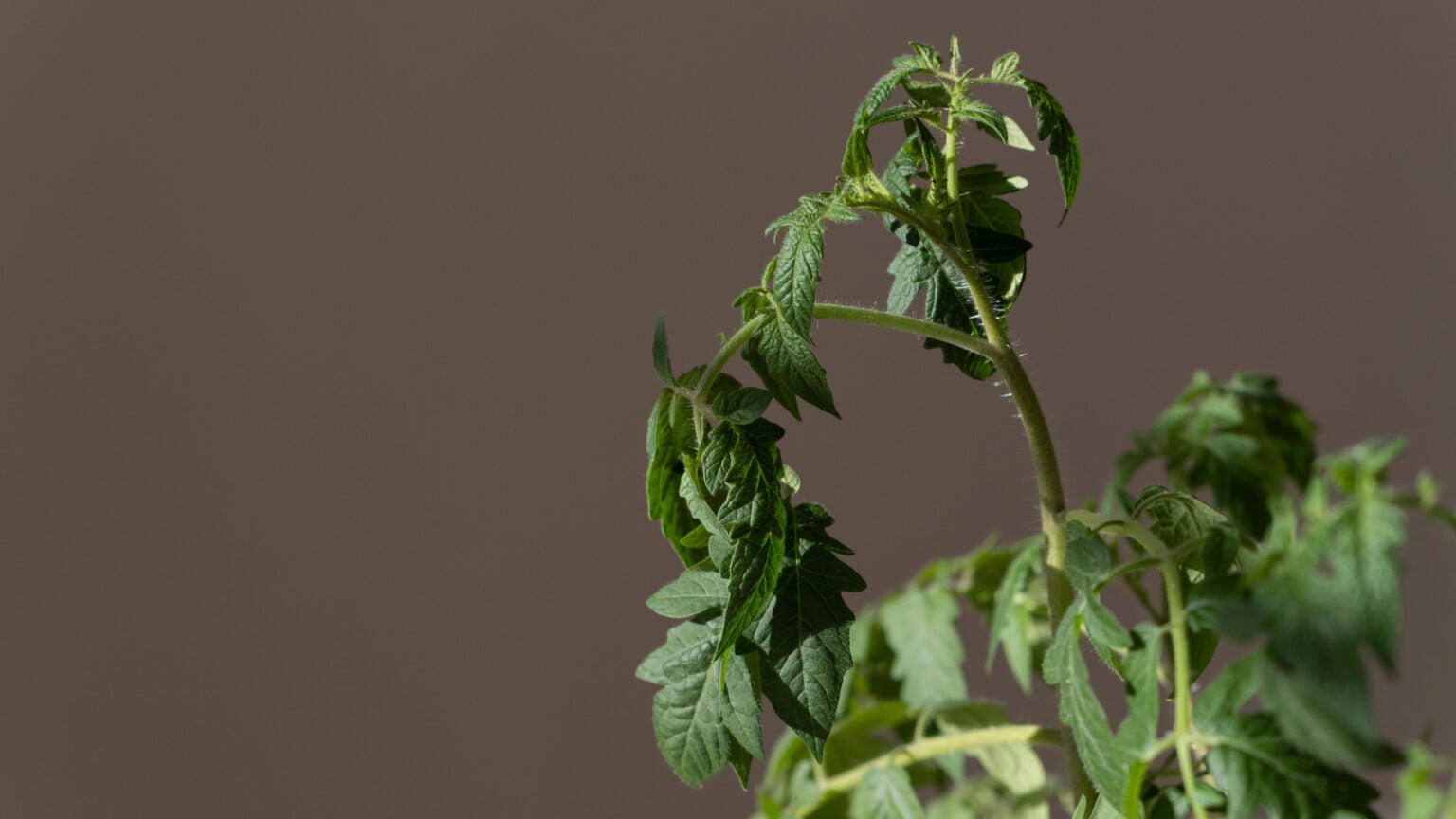 11 Reasons Your Tomato Leaves Are Curling (And How to Fix it)