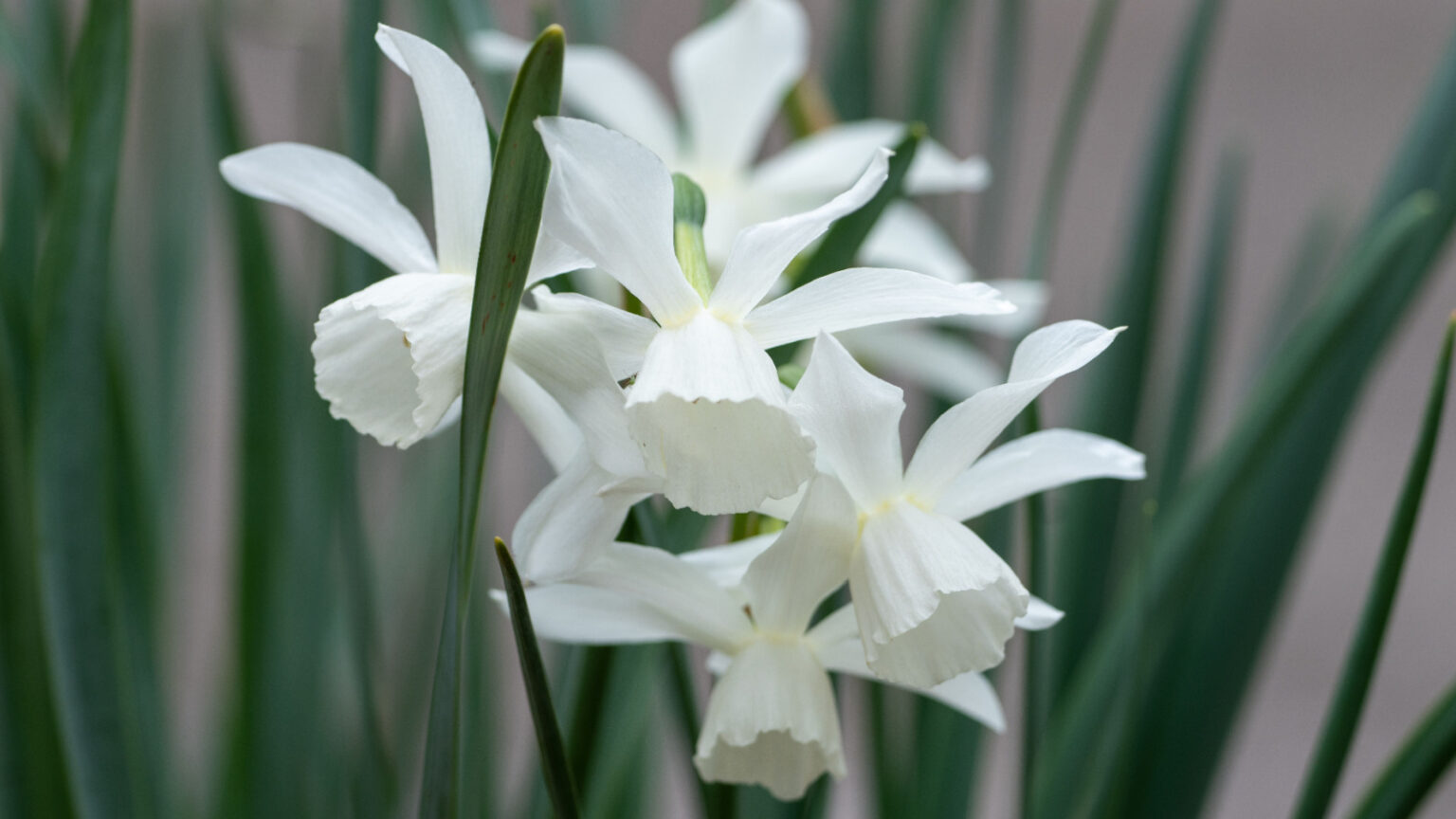 19 Unusual Daffodil Varieties You Can Plant Now