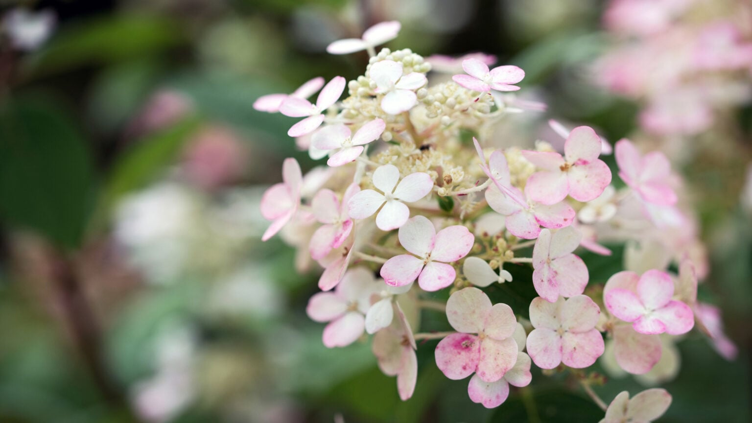 9 Tough Hydrangeas to Try if You Failed Before: Our Hardiest Picks