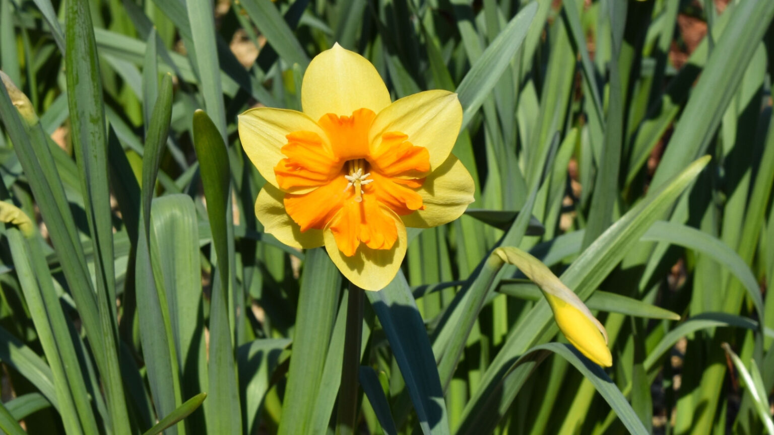 19 Unusual Daffodil Varieties You Can Plant Now