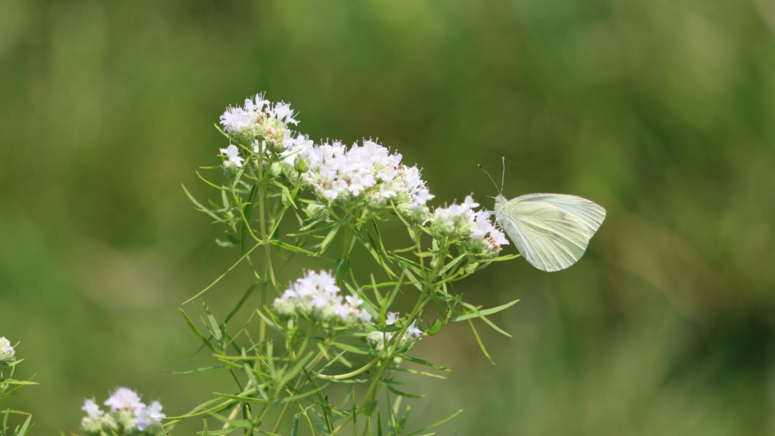 23 Native Wildflowers For Arizona Gardens