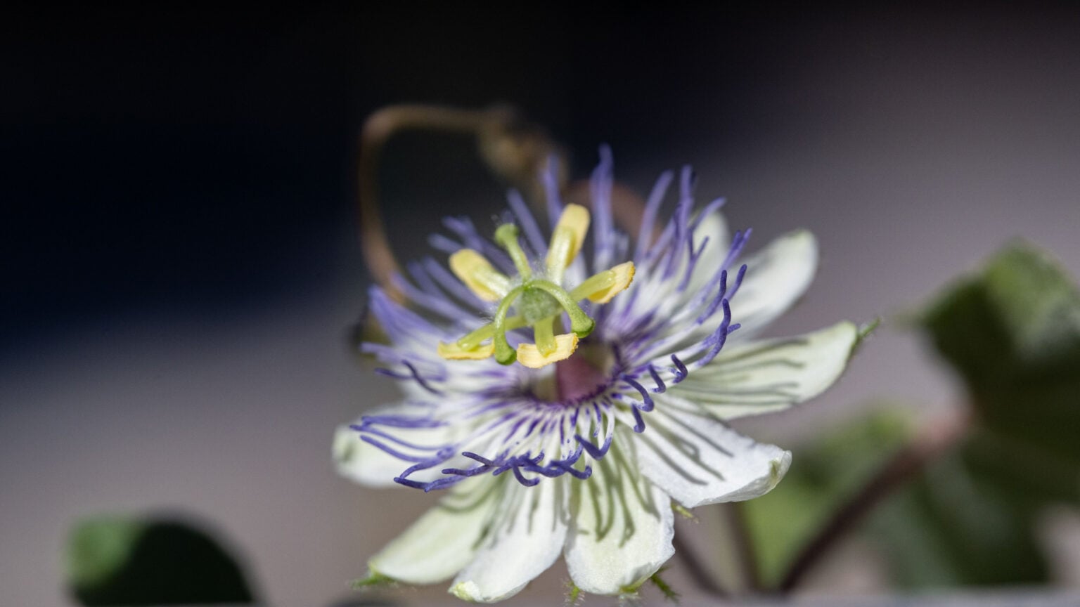 23 Native Wildflowers For Arizona Gardens
