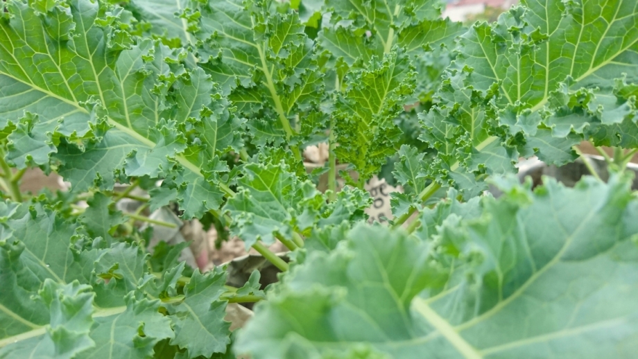 Grow Greens in Winter: The 11 Best Vegetables To Plant Now
