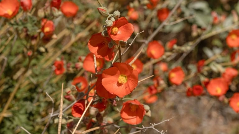 23 Native Wildflowers For Arizona Gardens