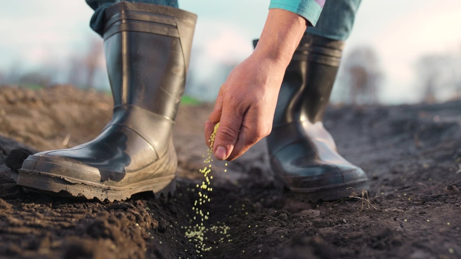 How and When to Start Seeds Outdoors