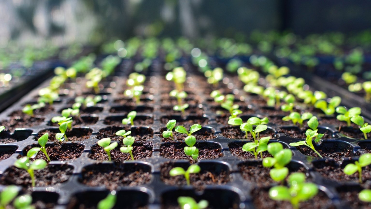 Seed-Starting for Beginners: Our Best Tips for Easy Growing