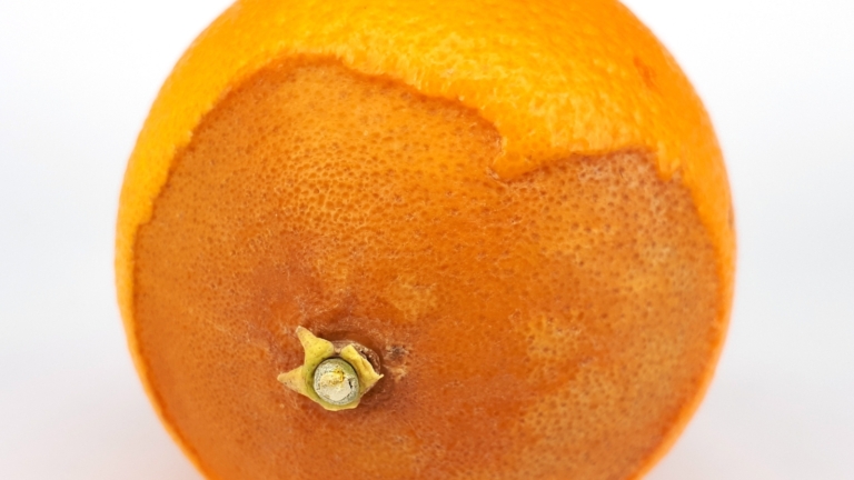 9 Citrus Tree Pests to Watch For This Season