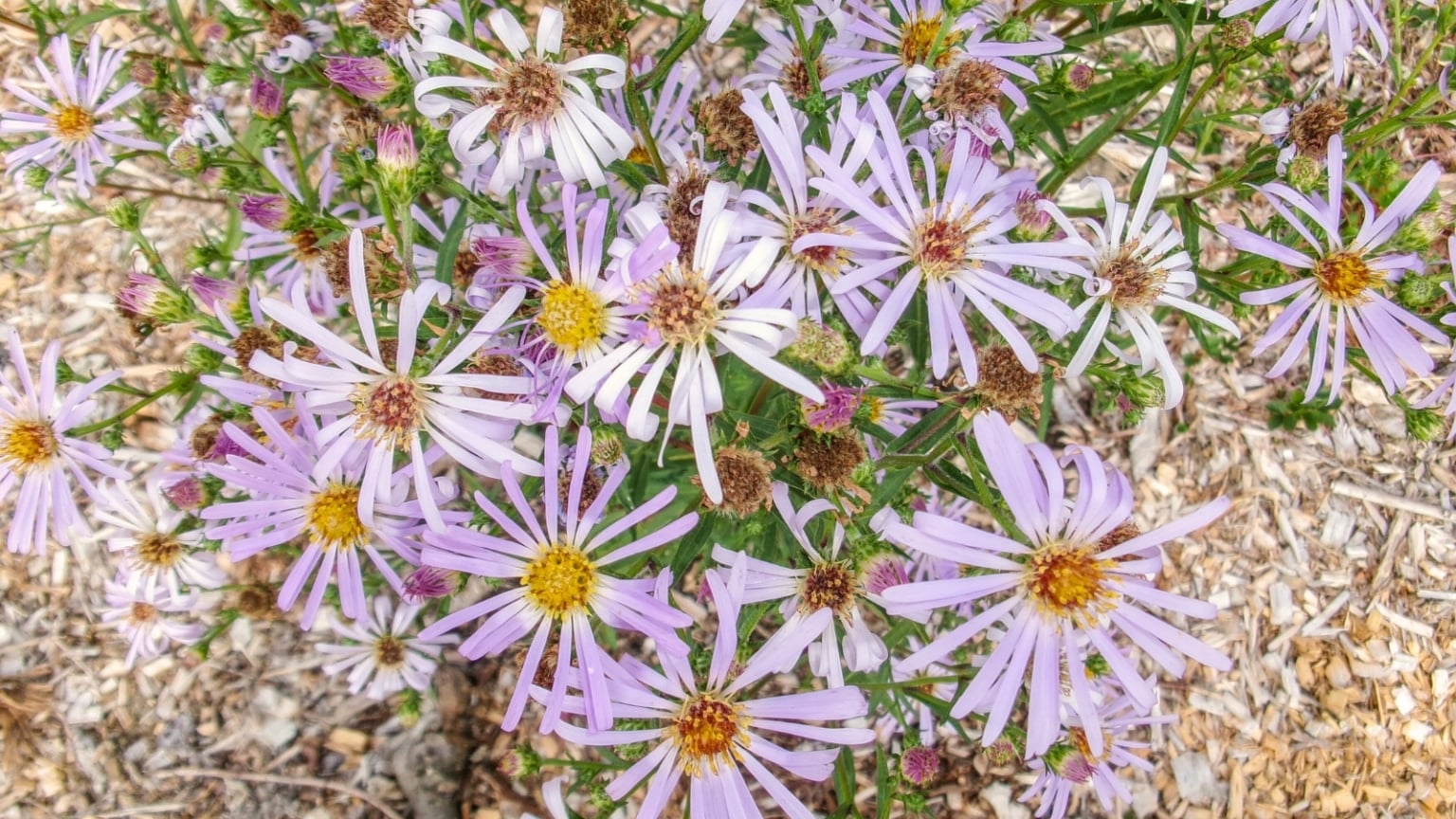 15 California Native Ground Cover Plants to Try This Year