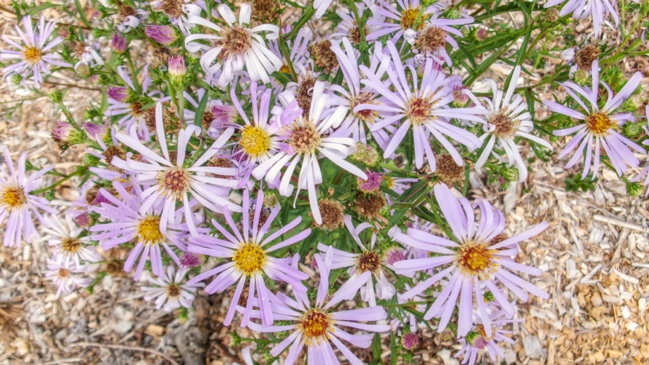 15 California Native Ground Cover Plants to Try This Year