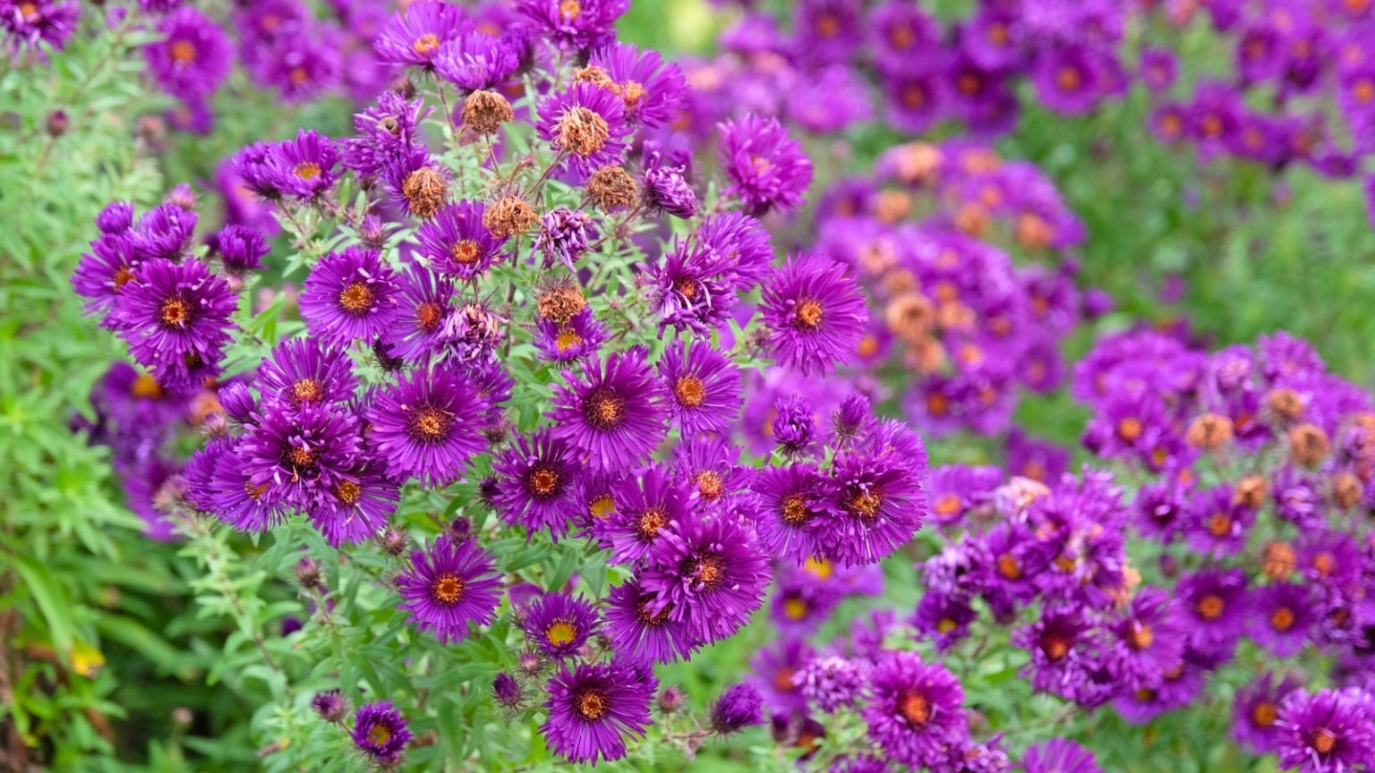 7 Reasons Asters are the #1 Fall Flower