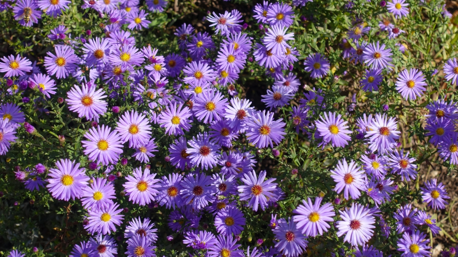 7 Reasons Asters are the #1 Fall Flower