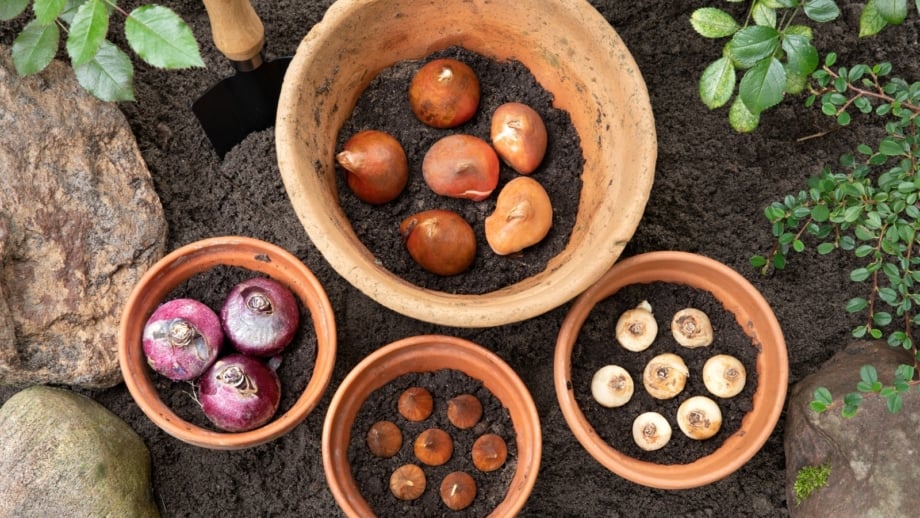 Planting Spring Bulbs: When is it too Late?