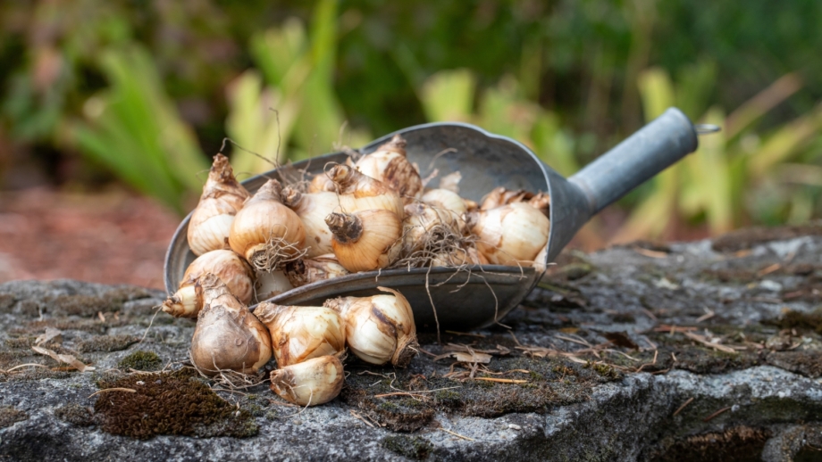 How and When to Divide and Transplant Daffodils