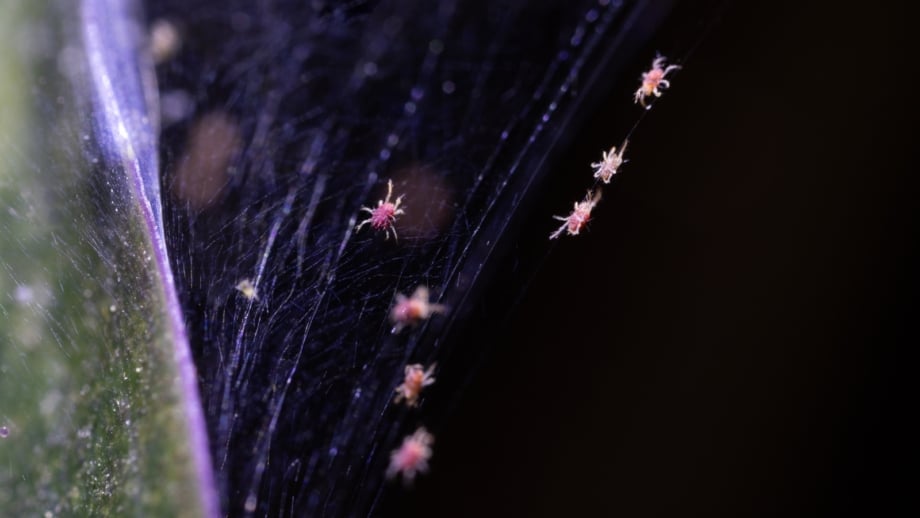 9 Camellia Pests to Watch For: ID and Management